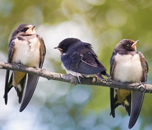 Barn Swallows Removal | Expert Pest Management