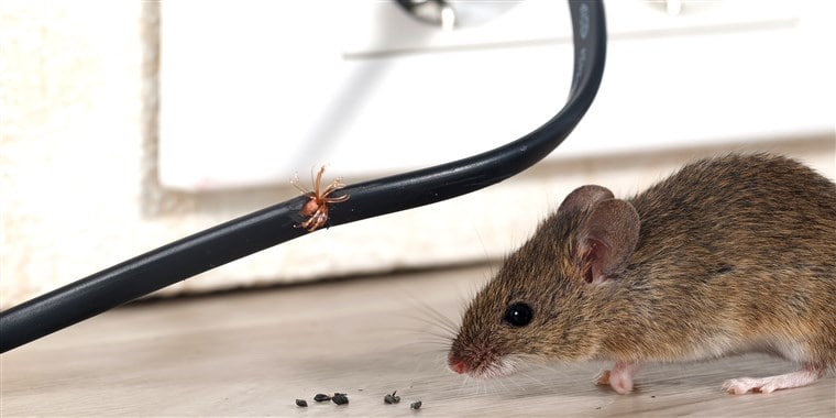 Expert Pest Mgmt.|Mice Extermination For Your Home In Fredonia, PA
